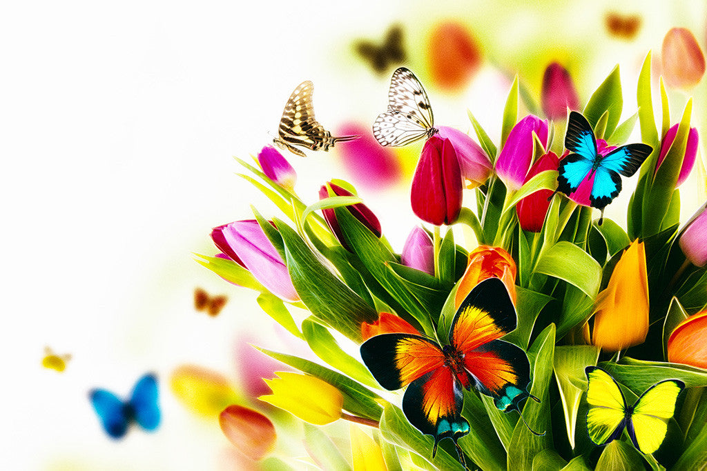 Bing Wallpaper Butterflies